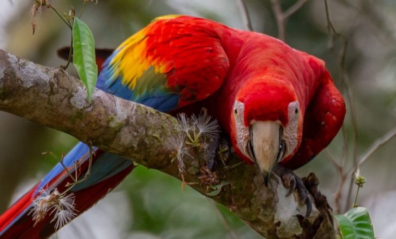 Aves amazónicas son más pequeñas por el Cambio Climático - Si se puede ...
