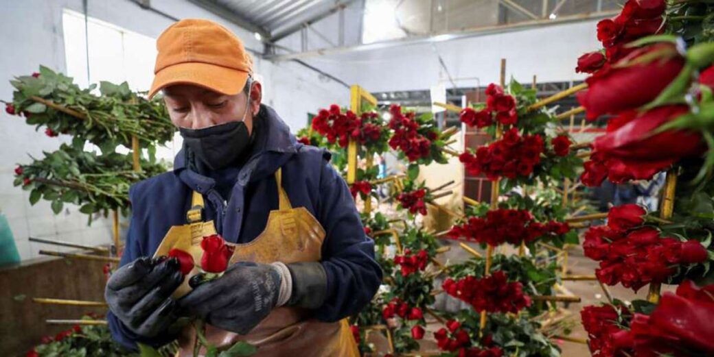 ¿Las exportaciones de flores ecuatorianas podrán crecer hasta los $2. ...